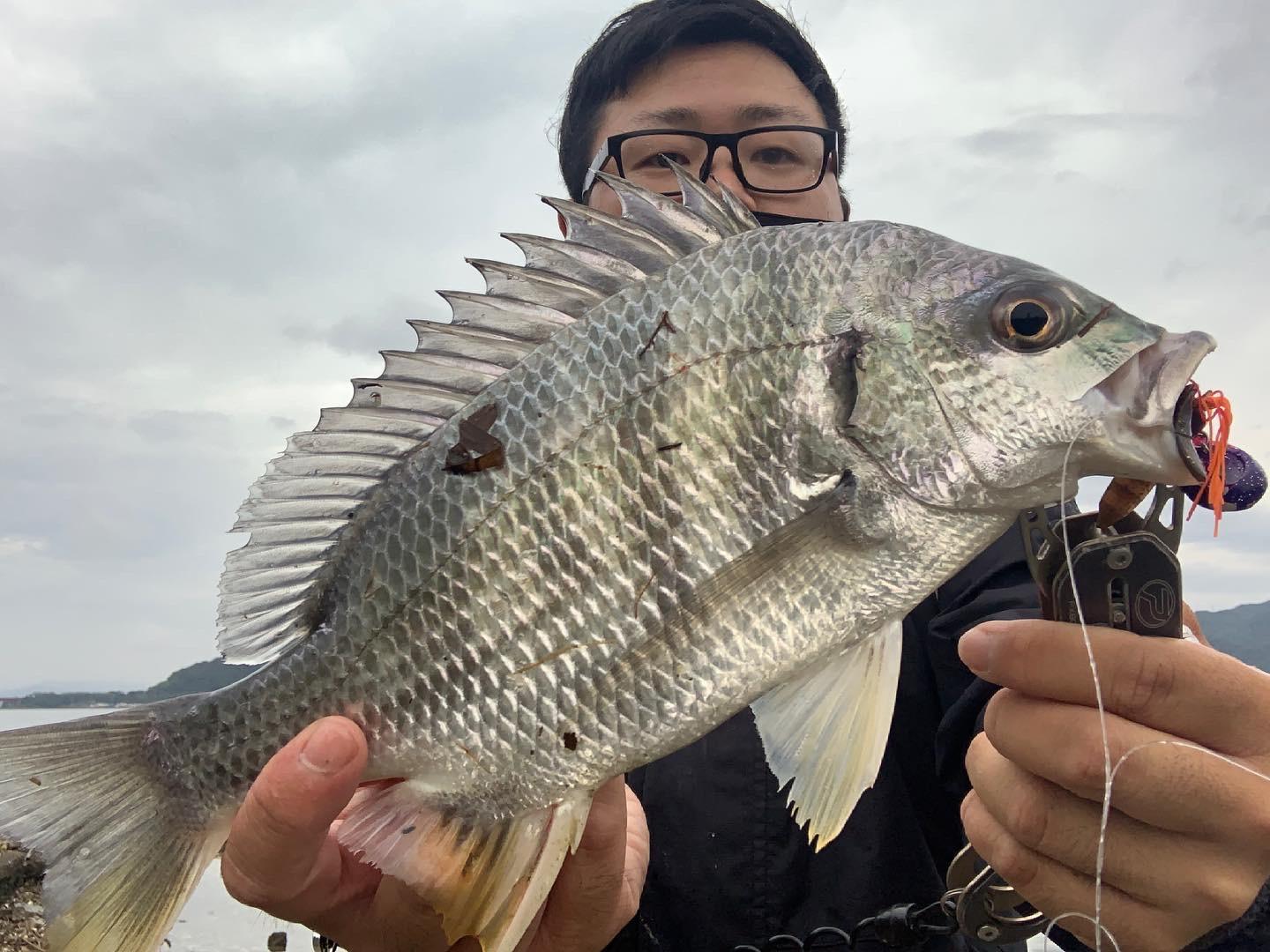 浜名湖チニング釣果キビレ釣れました 釣具のイシグロ 釣り情報サイト