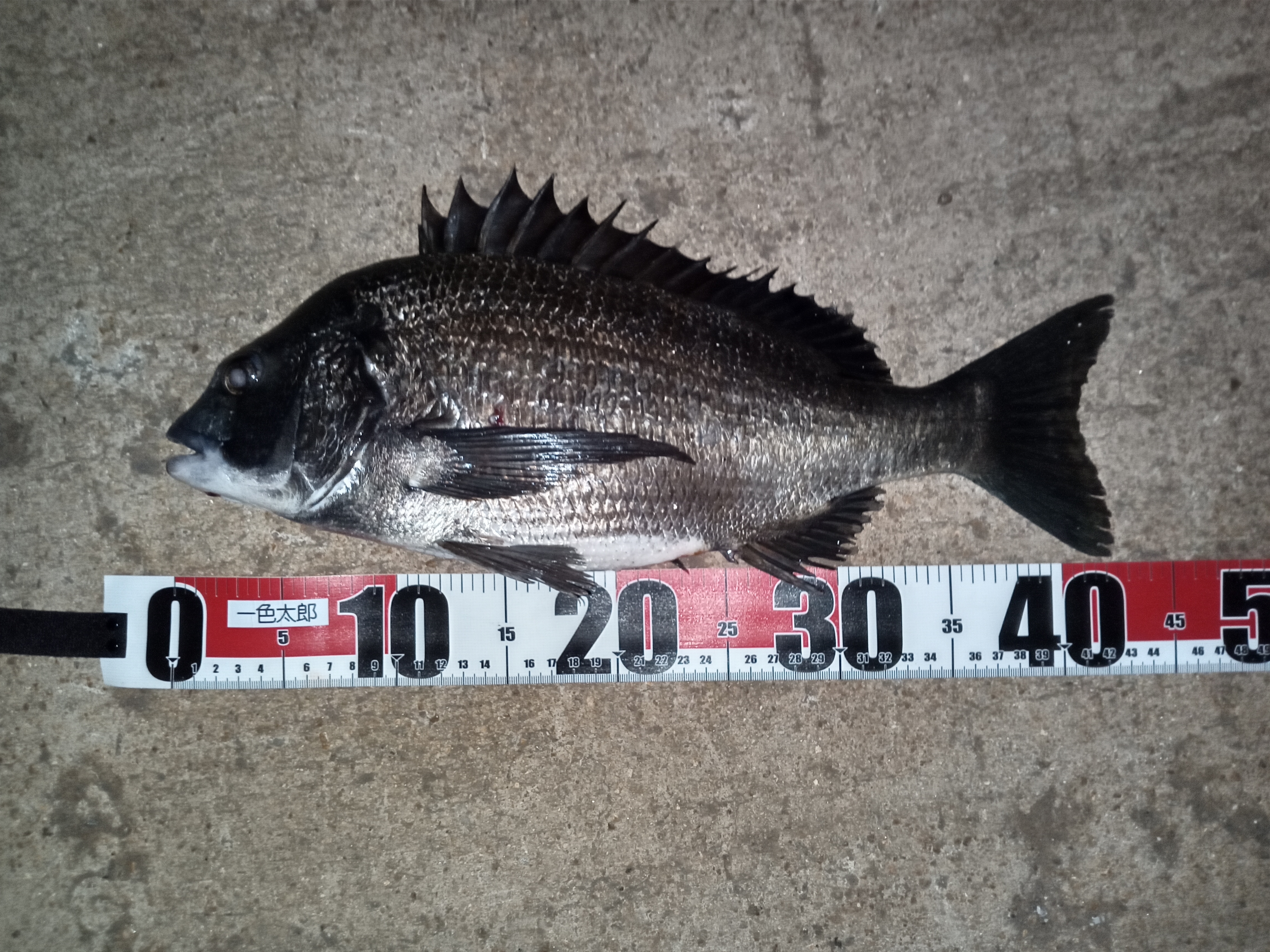 黒鯛ゲット | 釣具のイシグロ | 釣り情報サイト